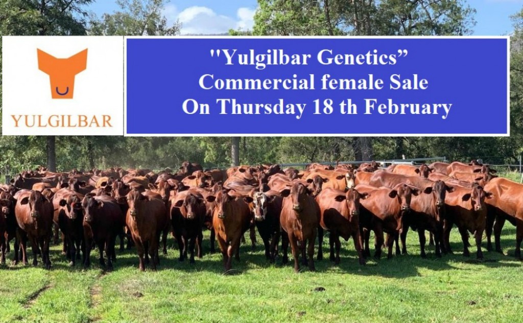 "Yulgilbar Genetics” Commercial female Sale 2021 - Jim Pola Digital ...